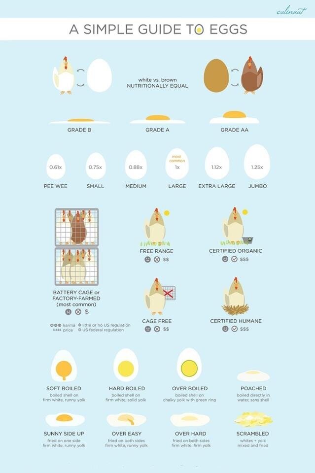 Hatch A Chick™ | Joy. Growth. Chickens.