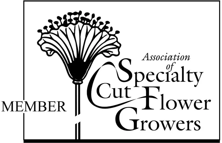 How to propagate heirloom chrysanthemums: overview and a quick and easy ...