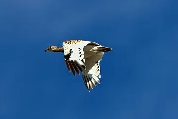 Little Bustard (1/2) — Historical Rare Birds