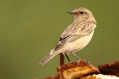 Siberian Stonechat — Historical Rare Birds