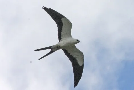 Swallow-tailed Kite — Historical Rare Birds