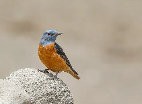 Common Rock Thrush — Historical Rare Birds