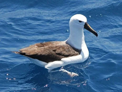 Atlantic Yellow-nosed Albatross — Historical Rare Birds