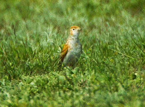 White-winged Lark — Historical Rare Birds