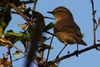 Plain Leaf Warbler — Historical Rare Birds