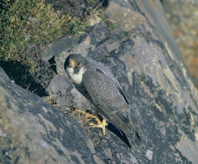 Tundra Peregrine Falcon — Historical Rare Birds