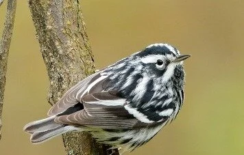 Black-and-White Warbler — Historical Rare Birds