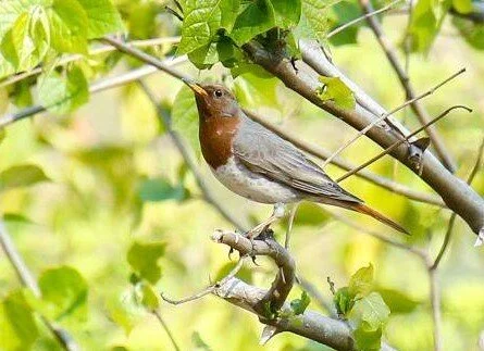 Red-throated Thrush — Historical Rare Birds