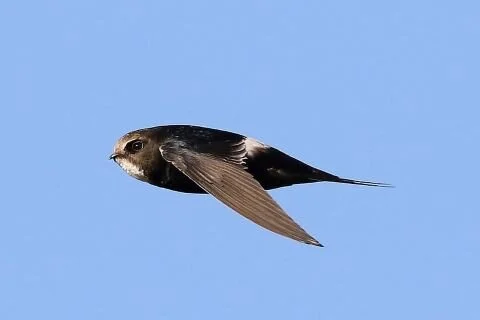 White-rumped Swift — Historical Rare Birds