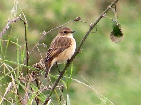 Amur Stonechat — Historical Rare Birds