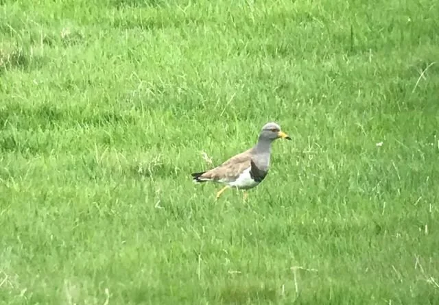 Grey-headed Lapwing — Historical Rare Birds