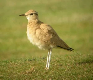 Cream-coloured Courser — Historical Rare Birds