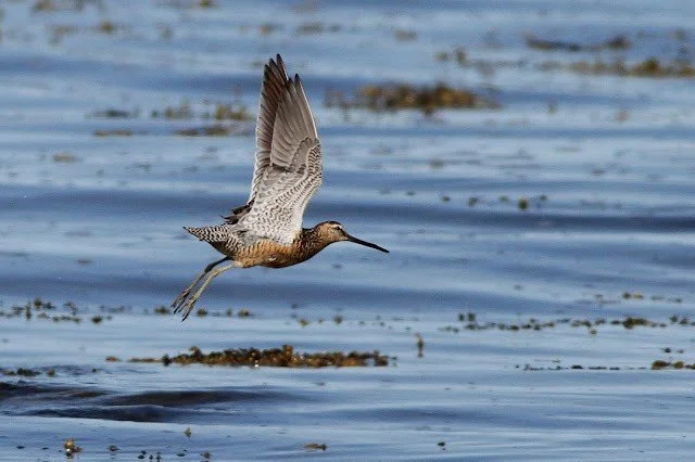 Long-billed Dowitcher — Historical Rare Birds