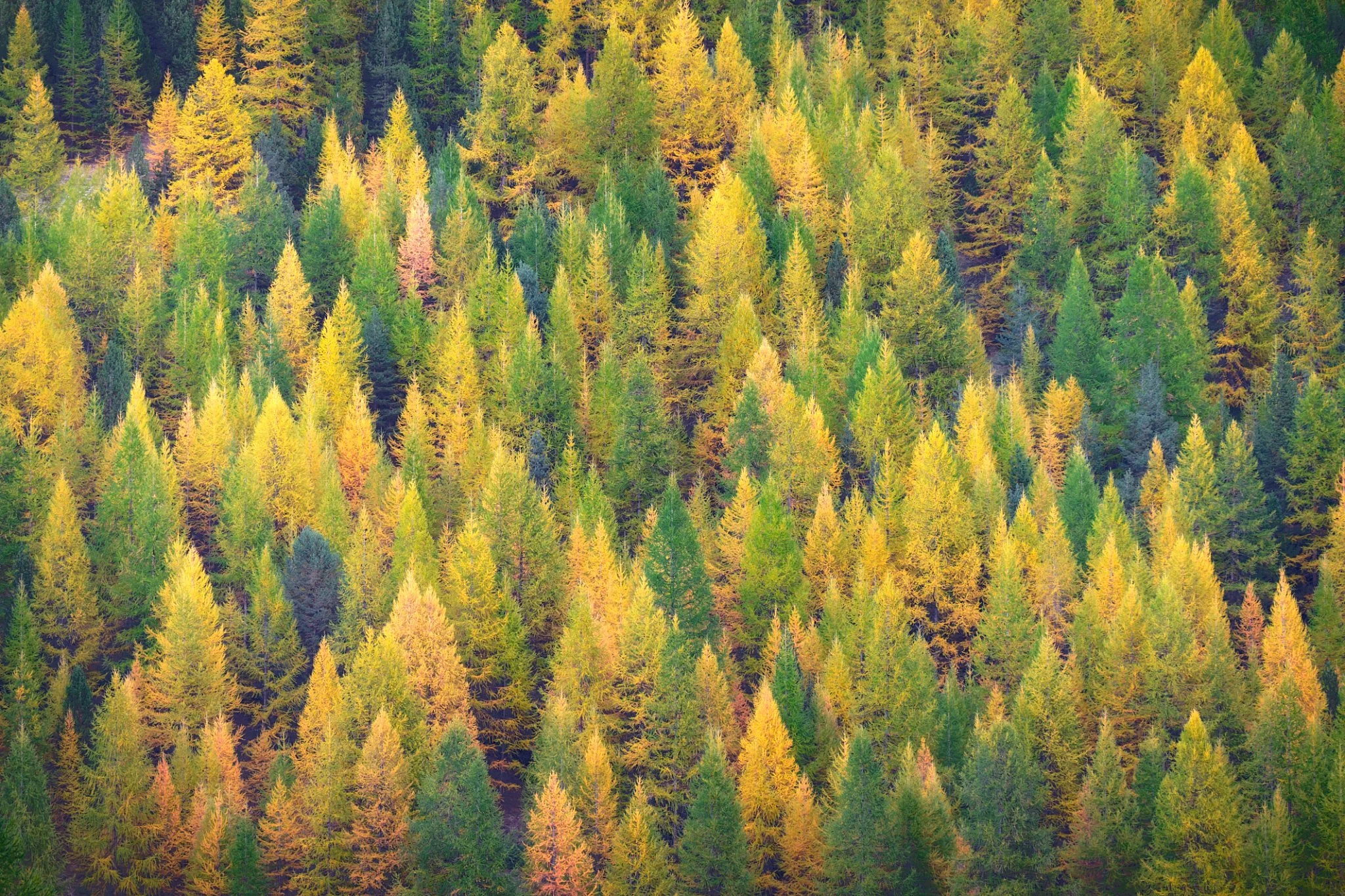 Editing Tips for Fall Foliage Photographs — BlueHour Photo Ventures