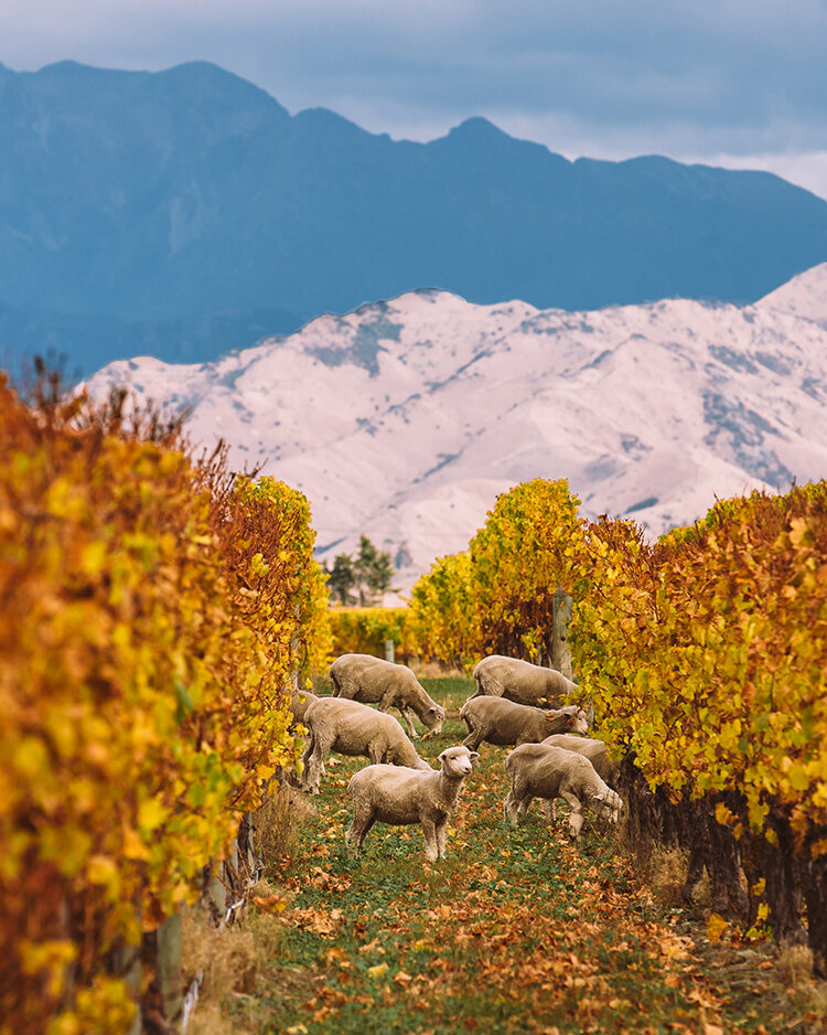 Misty Cove — bacchant wines