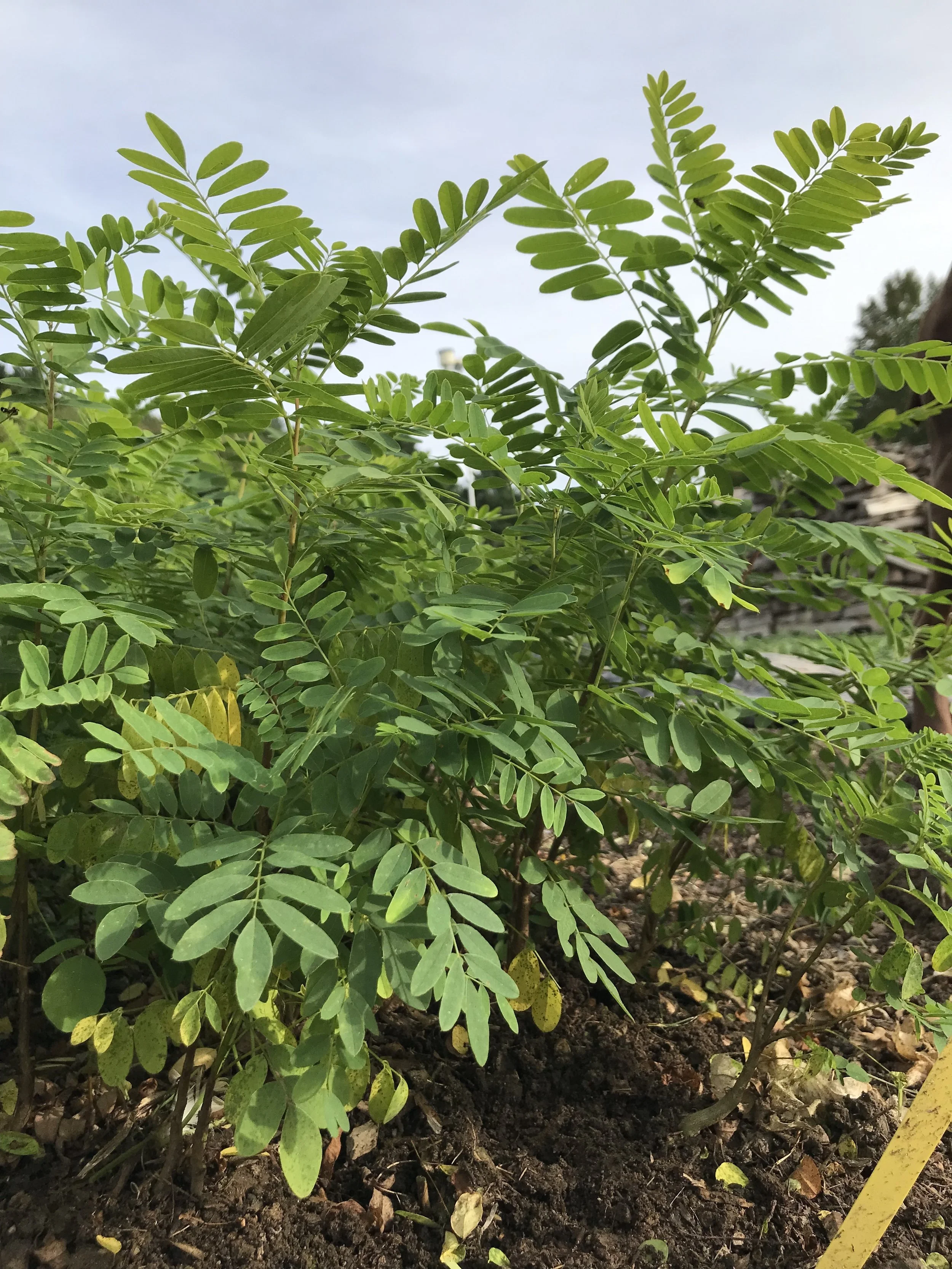 Tree Nursery — Barred Owl Brook Farm