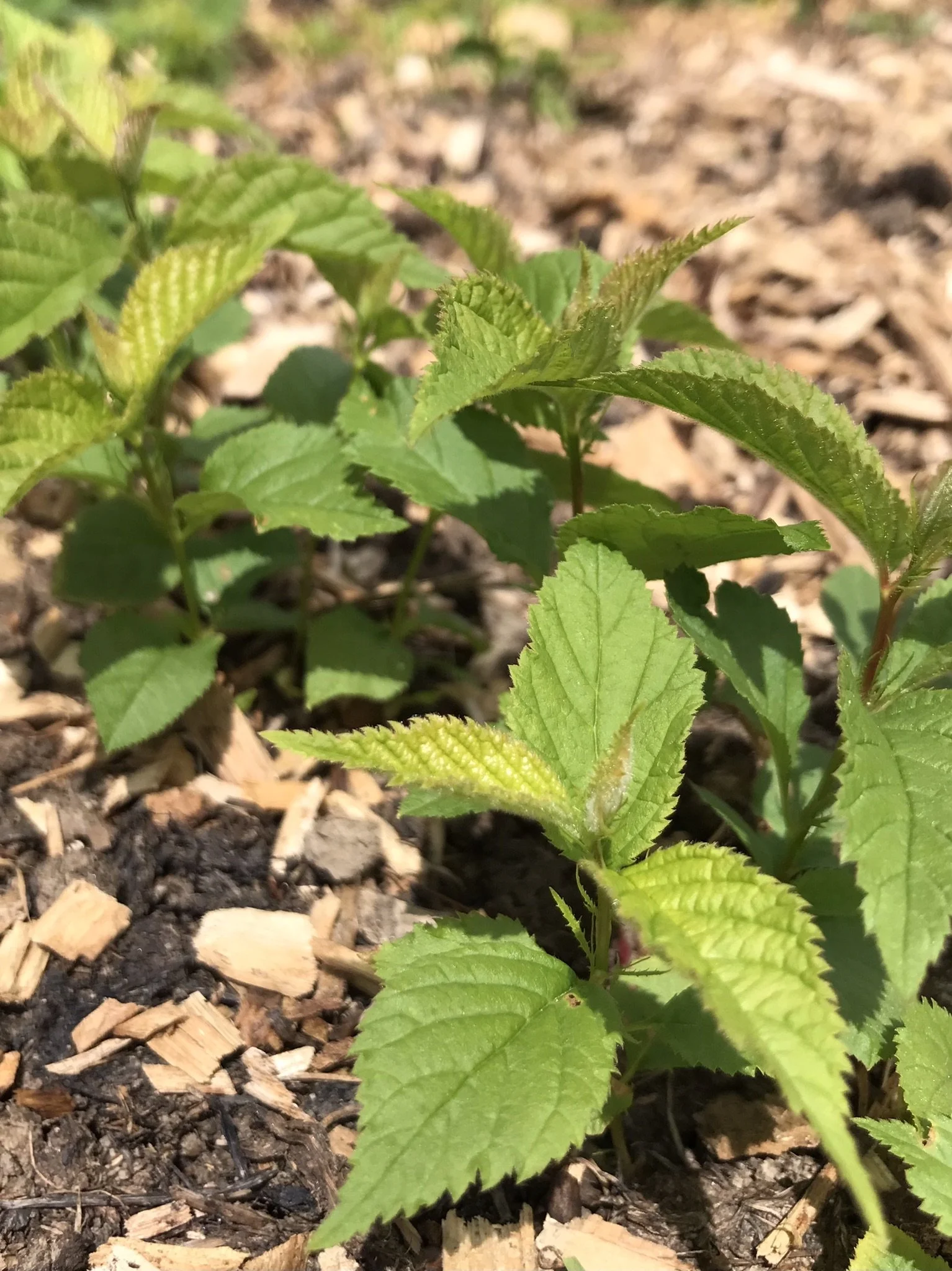 Tree Nursery — Barred Owl Brook Farm