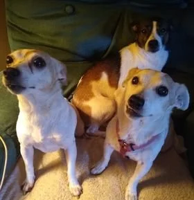 Adoption Tail: Rascal — Gladwin County Animal Shelter