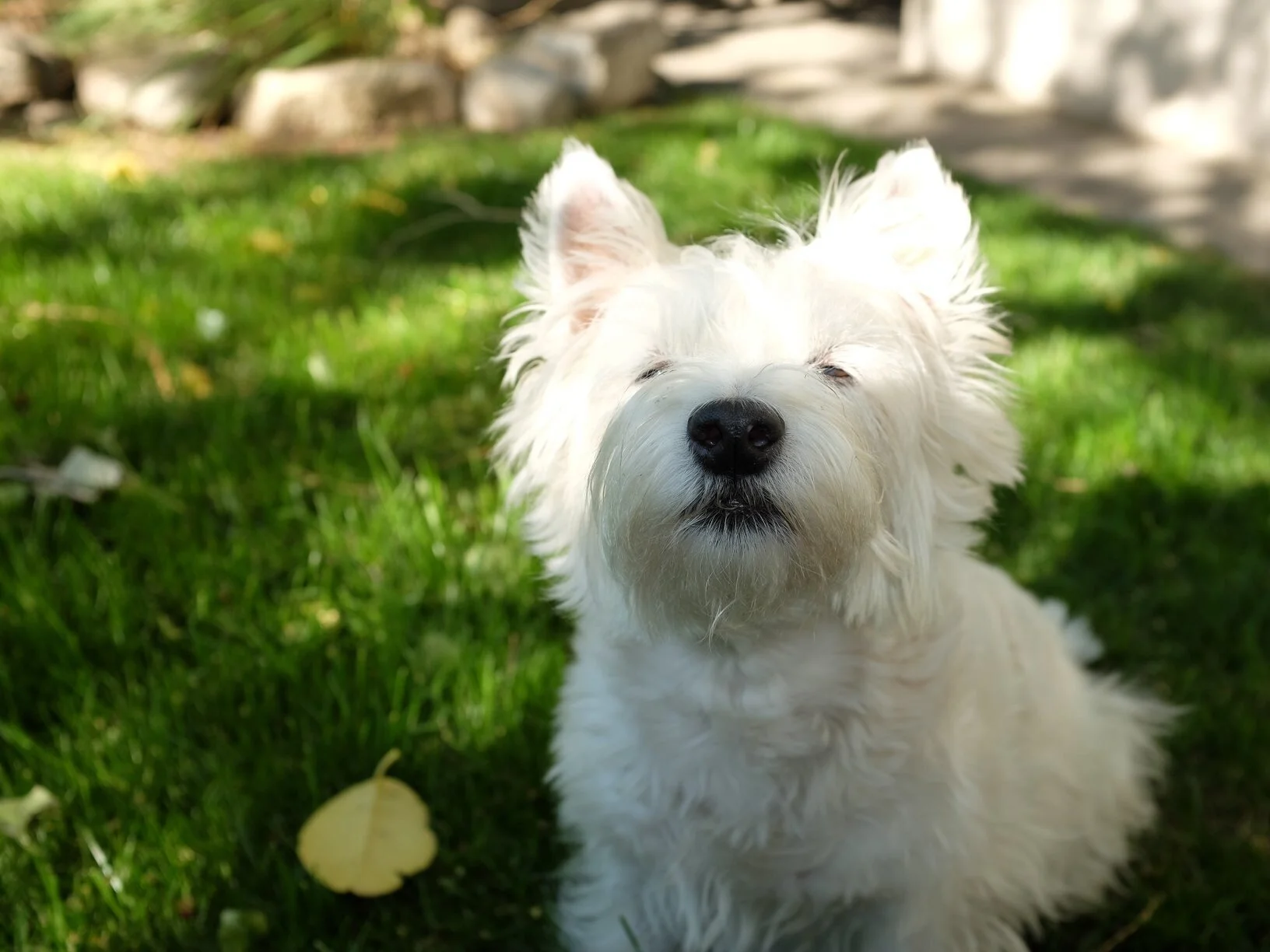Westie Rescue of Orange County & Beyond
