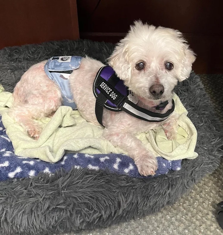 Adoptable Westies — Westie Rescue of Orange County & Beyond