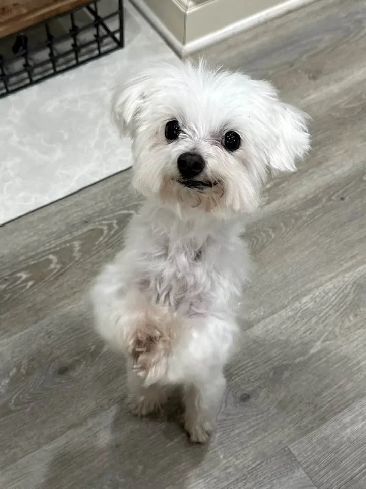 Adopted Westies — Westie Rescue of Orange County & Beyond
