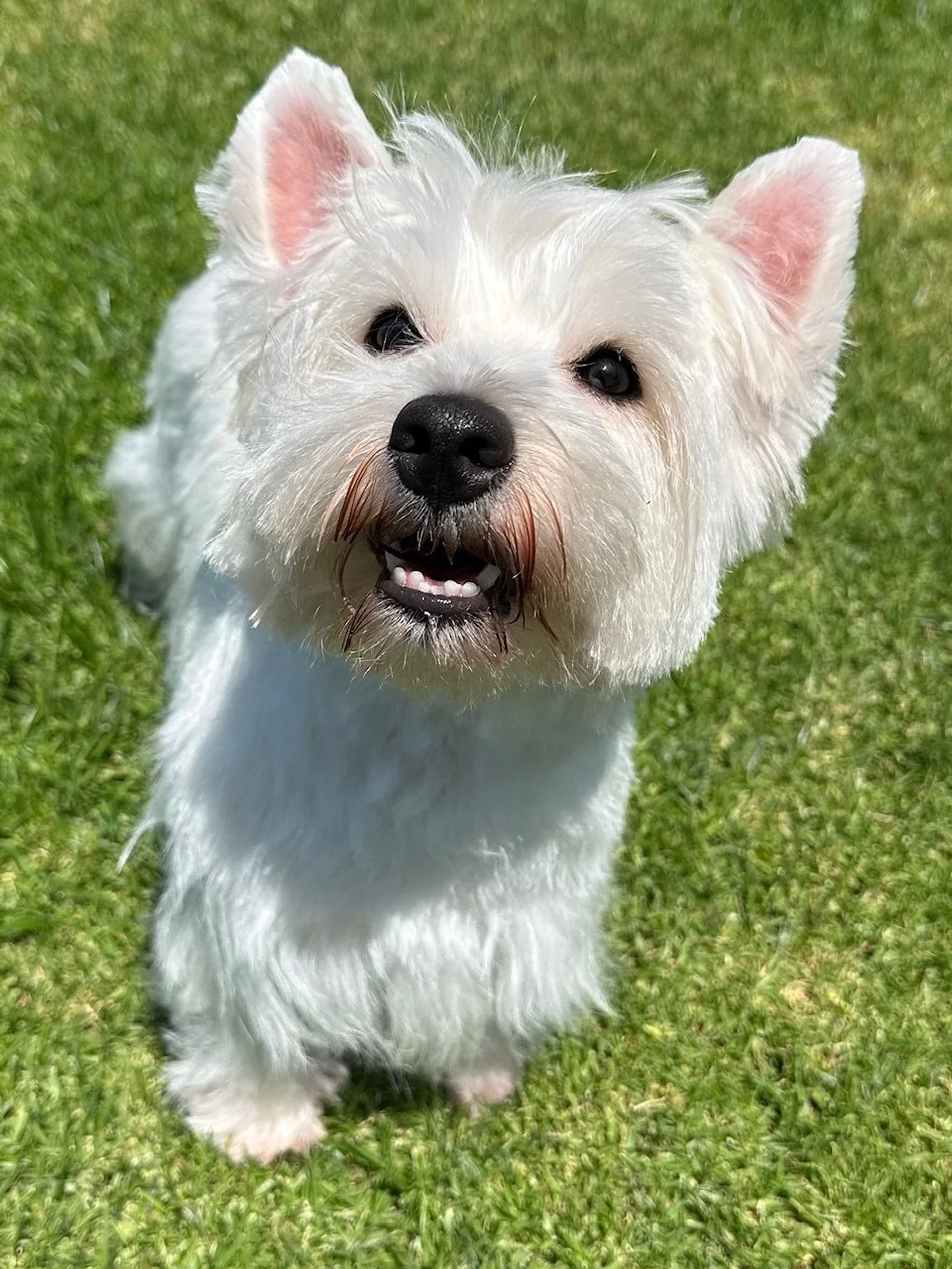 Adoptable Westies — Westie Rescue of Orange County & Beyond