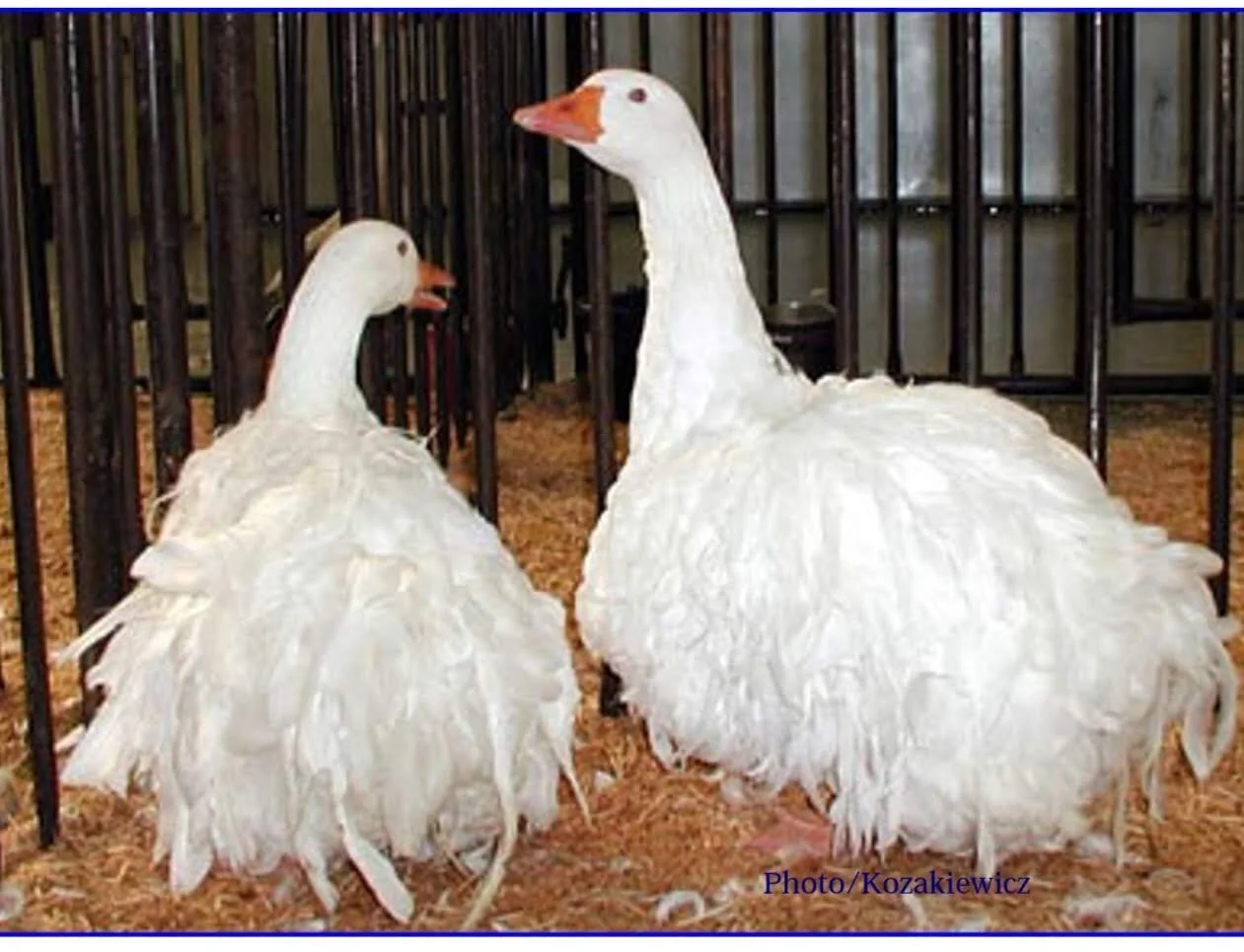 Evaluating Sebastopol — National Sebastopol Geese Association