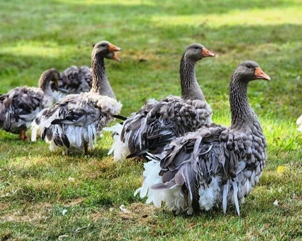 National Sebastopol Geese Association