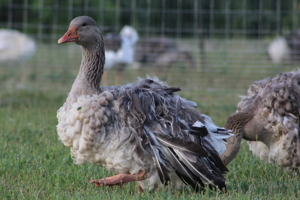 Color and Pattern - Adults — National Sebastopol Geese Association