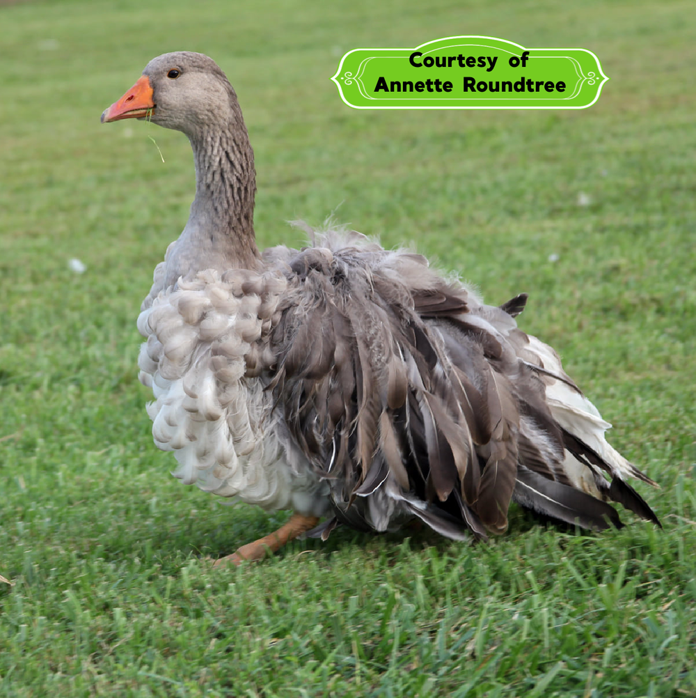 National Sebastopol Geese Association