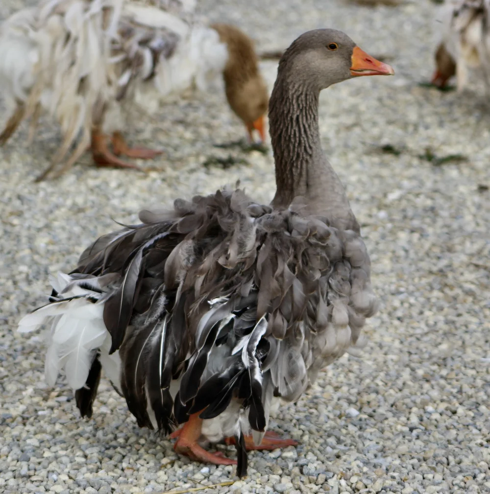 Color and Pattern - Adults — National Sebastopol Geese Association
