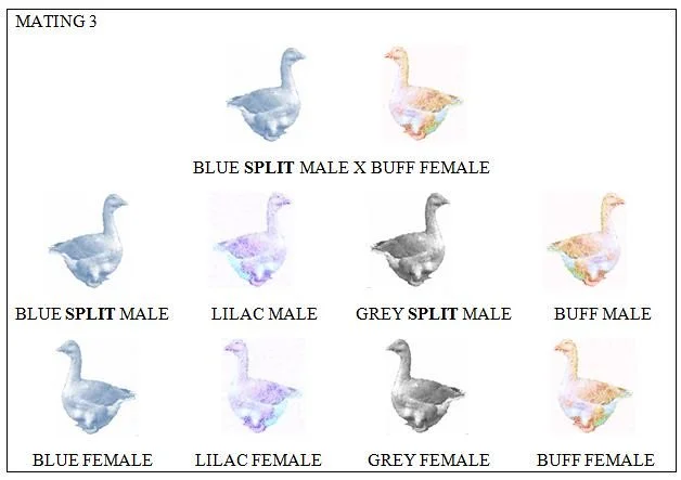 Genetic Color Charts — National Sebastopol Geese Association