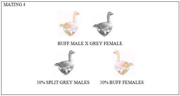 Genetic Color Charts — National Sebastopol Geese Association