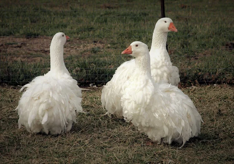 Color and Pattern - Adults — National Sebastopol Geese Association