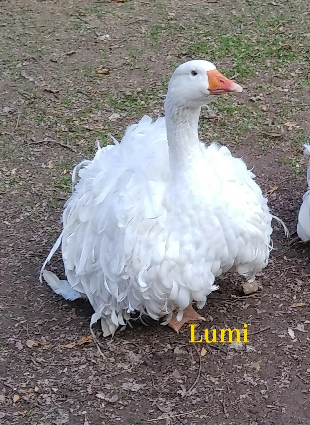 Color and Pattern - Adults — National Sebastopol Geese Association