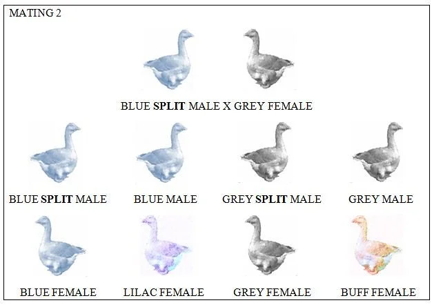 Genetic Color Charts — National Sebastopol Geese Association