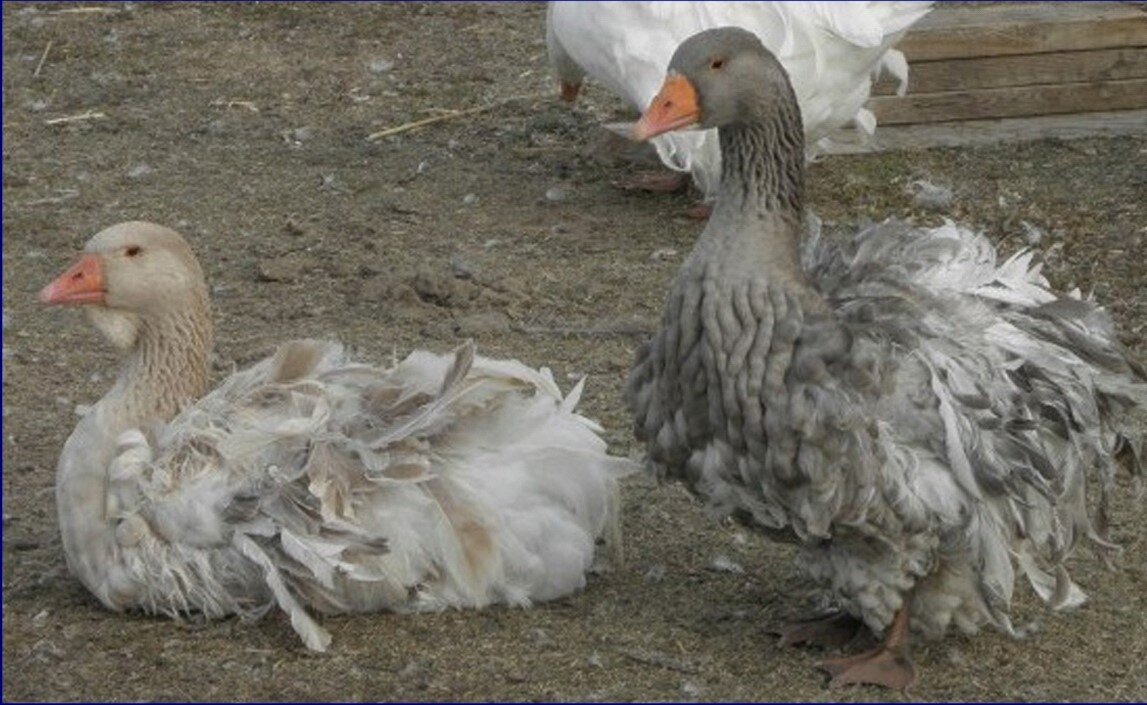 Evaluating Sebastopol — National Sebastopol Geese Association