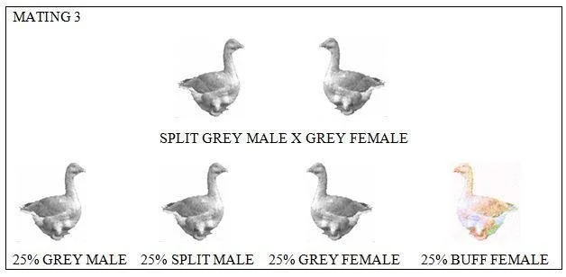Genetic Color Charts — National Sebastopol Geese Association