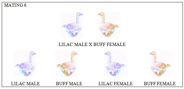 Genetic Color Charts — National Sebastopol Geese Association