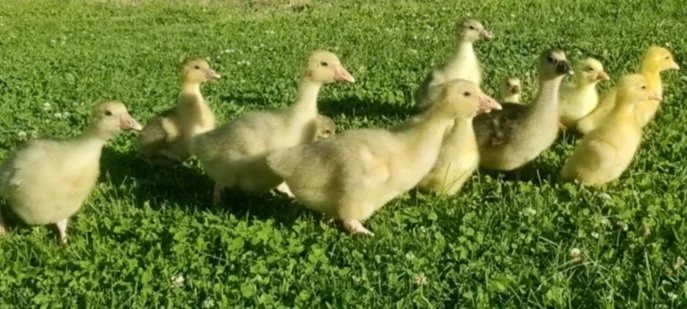 National Sebastopol Geese Association