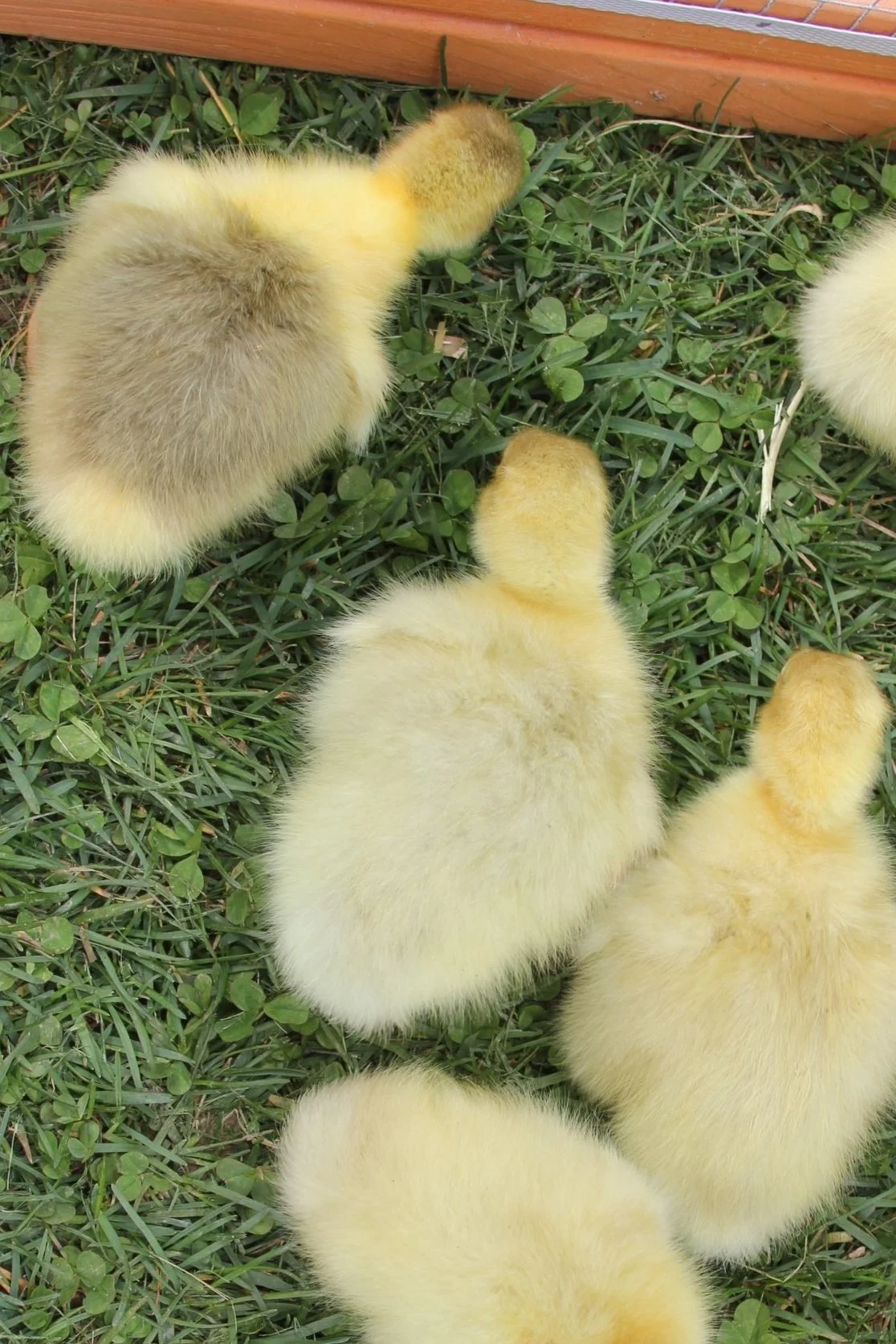 Raising Goslings — National Sebastopol Geese Association