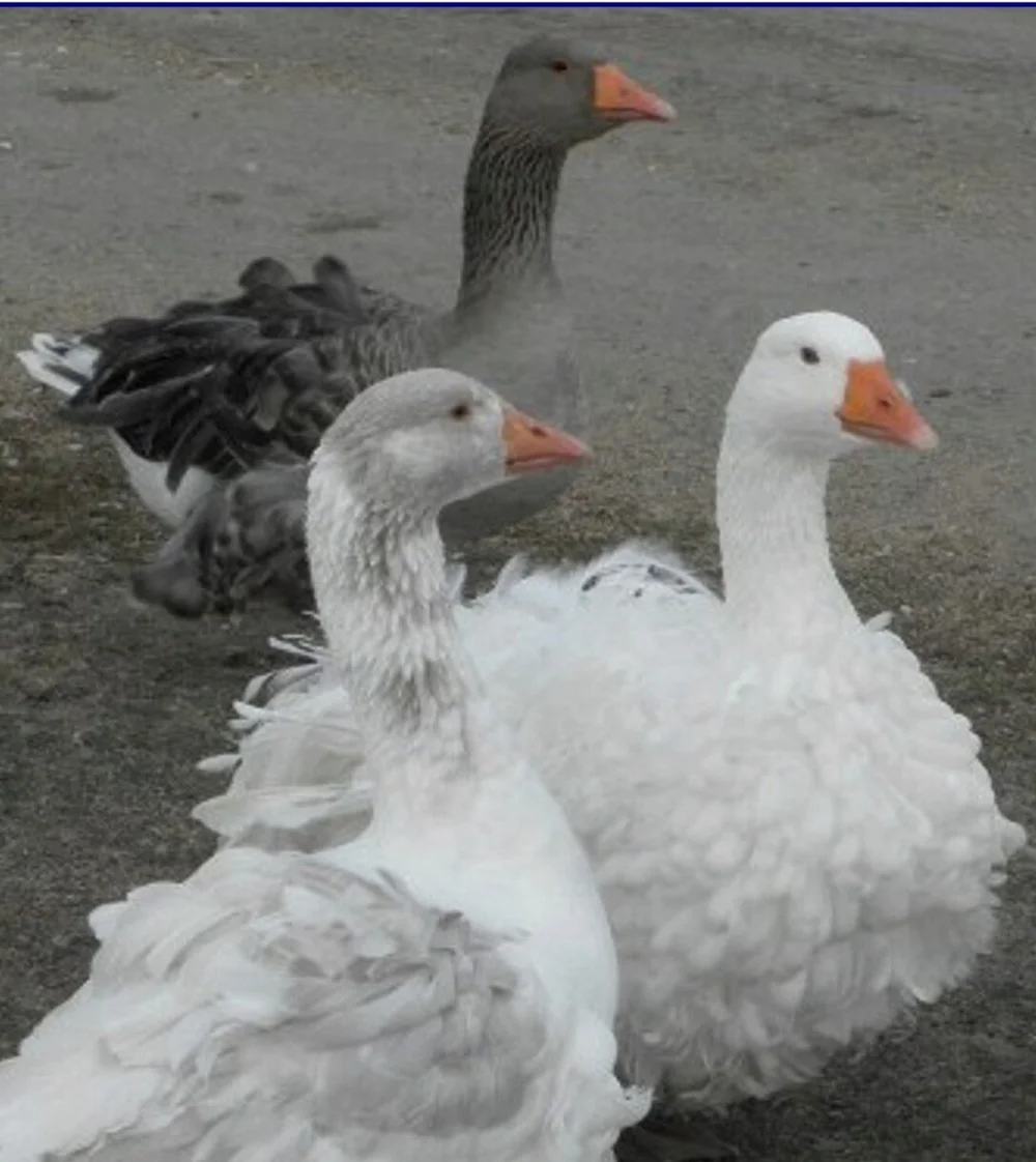 Evaluating Sebastopol — National Sebastopol Geese Association