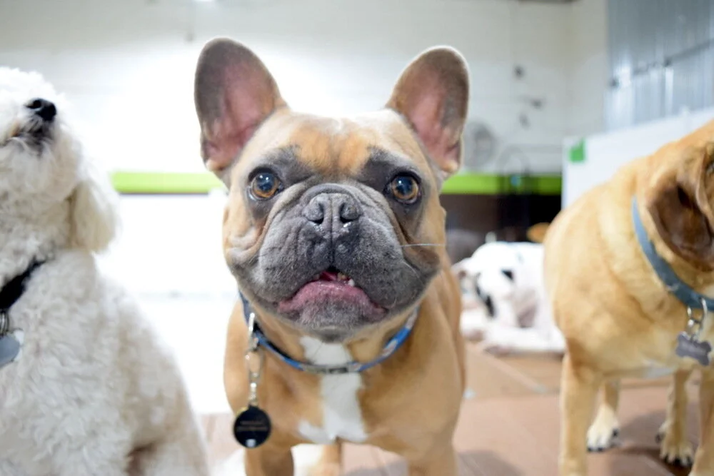 Local Dog Daycare Service — bark! bark! Daycare | Long Beach, CA
