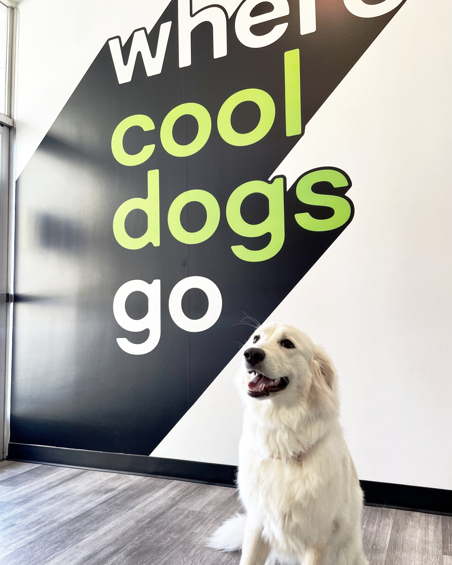 About Our Doggy Daycare, Grooming & Training — bark! bark! Daycare ...