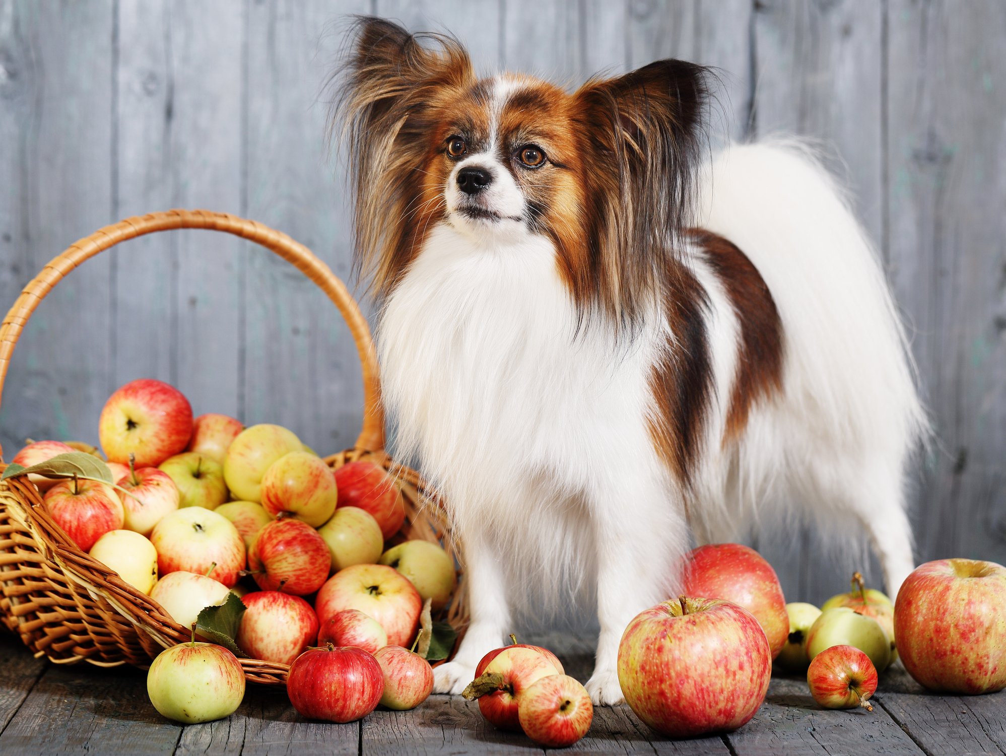 Fall foods your dog will love (and that are safe for them) | bark! bark ...