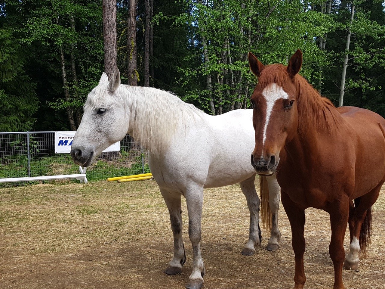 My yearly deworming protocol.