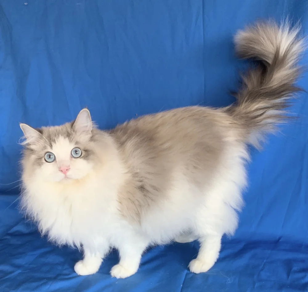 Ragdoll Kittens - We Love Our Ragdolls