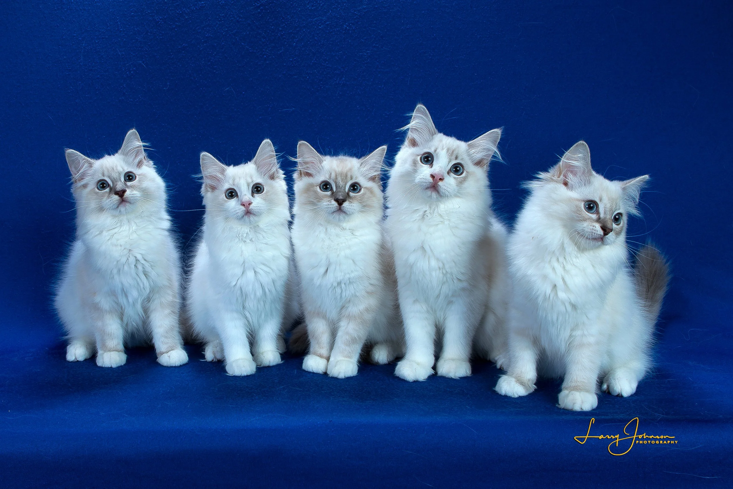 Ragdoll Kittens - We Love Our Ragdolls