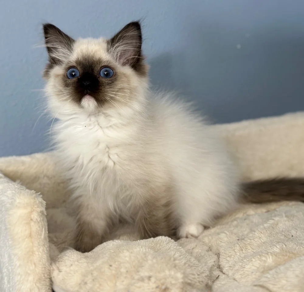 Available Adults — Ragdoll Kittens - We Love Our Ragdolls