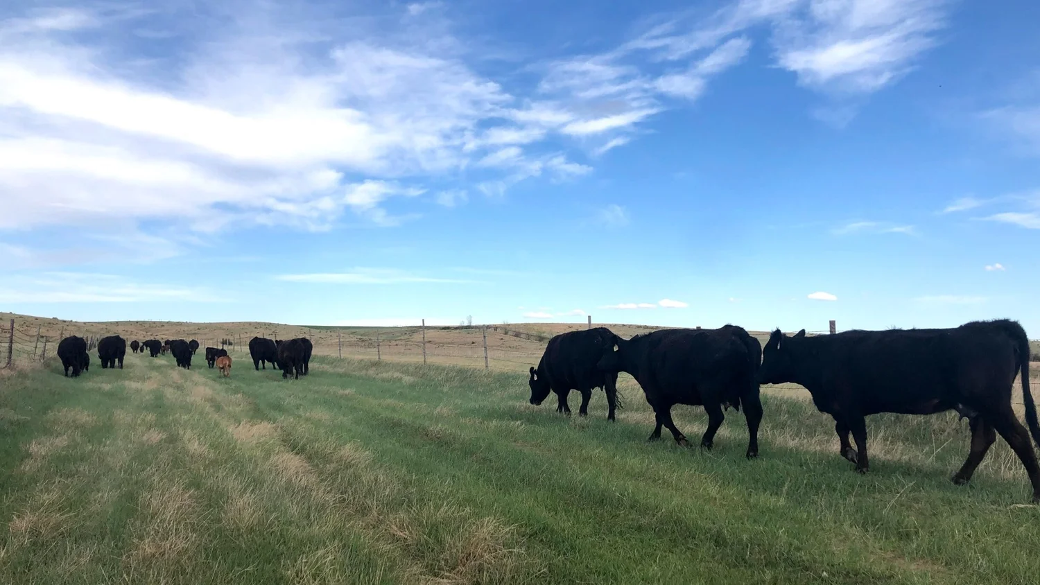 High Ridge Beef